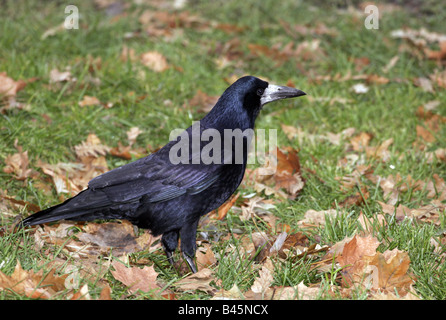 zoology / animals, avian / bird, Corvidae, Rook (Corvus frugilegus ...