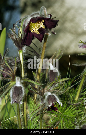 Black pasque flower (Pulsatilla pratensis Stock Photo - Alamy