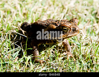Brown fat cane toad frog close up view Stock Photo - Alamy