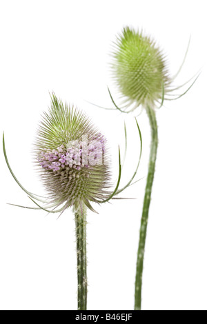 Close-up of two teasel (Dipsacus) flower heads in Ridgefield National ...