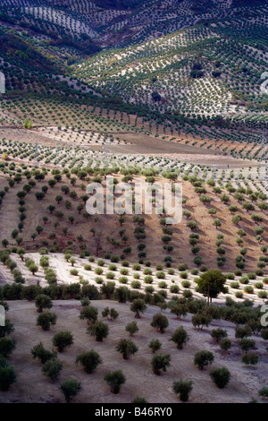 Overview of Olive Orchards, Andalucia, Spain Stock Photo - Alamy