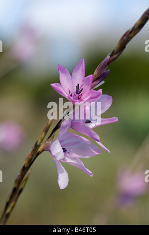 Pink tritonia securigera flowers native of South Africa Stock Photo - Alamy