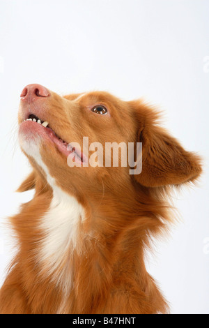 A portrait of a Nova Scotia Duck Tolling Retriever sitting on the park ...