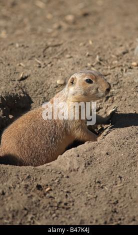 Prairie Dog peaking out from its hole in the ground, surrounded by ...