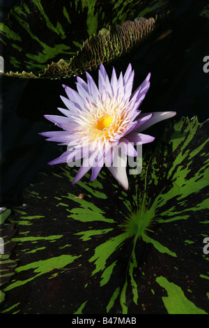 Water lily flower Nymphaea lilac yellow flowers stellate round shape ...