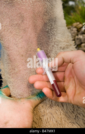 Vet collecting blood sample of sheep to test for Blue Tongue disease ...