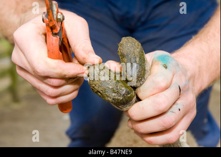 Farmer trimming and inspecting a sheeps feet with foot trimmers ...