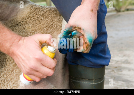 Farmer spraying sheeps foot with an antibiotic spray to help heal ...
