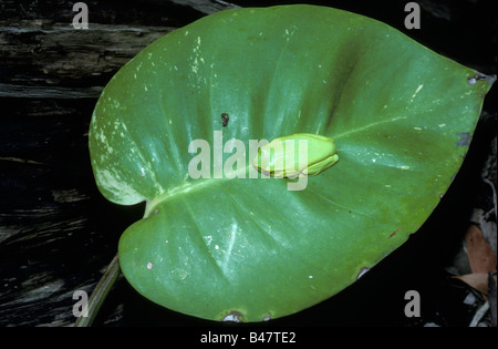 Australian dainty tree frog - Litoria gracilenta - on stem of fern ...