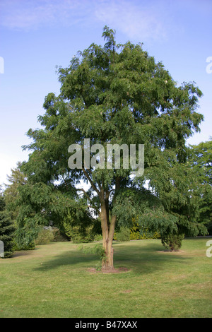 Clammy Locust Tree, Robinia viscosa, Fabaceae, South East USA, North ...
