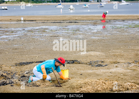 Digging for Clams at Chatham, Cape Cod, USA Stock Photo - Alamy