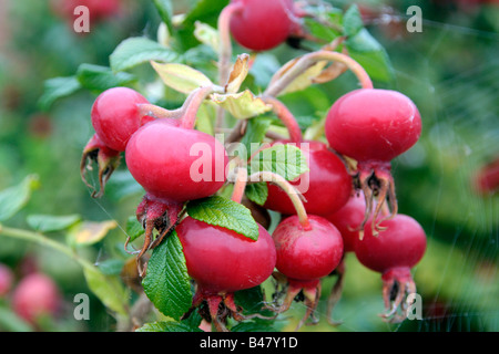 ROSA RUGOSA HIPS IN AUTUMN Stock Photo - Alamy