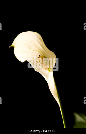 Sunlight on an elegant white anthurium The yellow true flowers are on ...