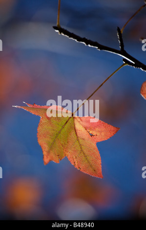 Liquidamber leaves in fall colour, backlit by the sun Stock Photo - Alamy