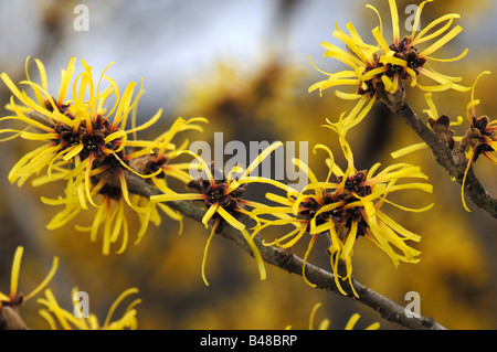 Chinese Witch Hazel (Hamamelis mollis), flowering twig Stock Photo - Alamy