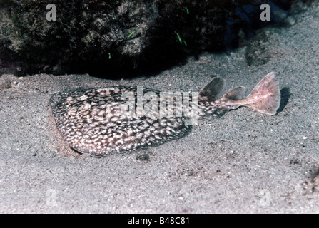 Black spotted torpedo Electric ray Torpedo fuscomaculata Maldives ...