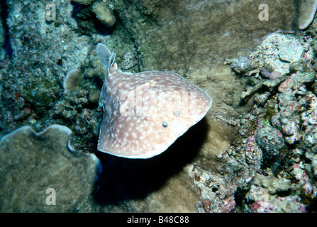 Panther Electric Ray (Torpedo panthera) In Red Sea, Egypt. Dangerous ...