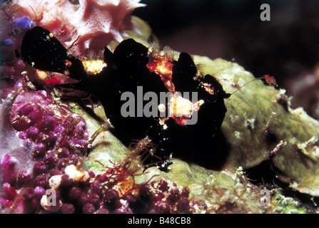 Spotfin frogfish, (Antennarius nummifer Stock Photo - Alamy