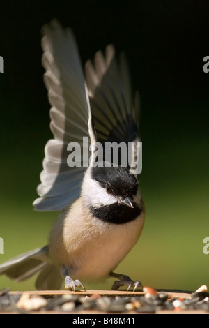 Carolina chickadee (poecile carolinensis) standing on a snowy log;Ohio ...