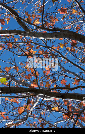 Liquid Amber tree leaves in autumn/fall Stock Photo - Alamy