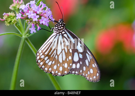 butterfly, tirumala hamata, butterflies, blue tiger, blue wanderer ...