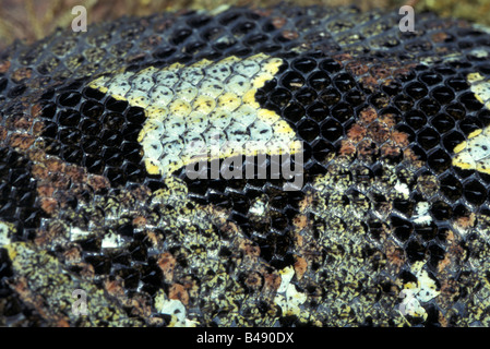 Rhino Viper (Bitis nasicornis Stock Photo - Alamy