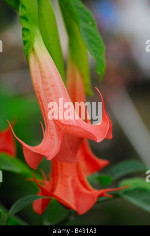 Herbaceous flower borders and greenhouse in the walled garden at ...