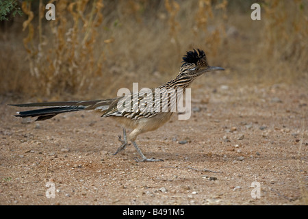 BIRDS; ROADRUNNER; SOUTHWEST USA; DESERT WILDLIFE; PALM SPRINGS AREA ...