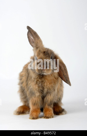 Young Satin Lop eared Dwarf Rabbit japanese 8 weeks Stock Photo - Alamy