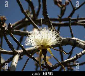 Flower of the Fish Poison Tree (Barringtonia asiatica) native to ...