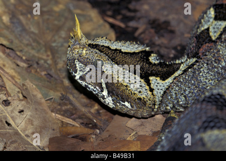 Rhino Viper (Bitis nasicornis Stock Photo - Alamy