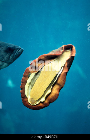 Gumboot Chiton (Cryptochiton stelleri Stock Photo - Alamy