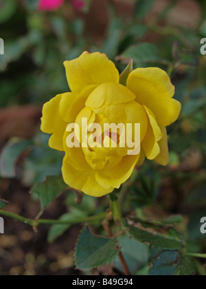 Yellow Hybrid Tea Rose tree Stock Photo - Alamy