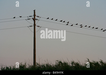 crow on an electric pole Stock Photo - Alamy