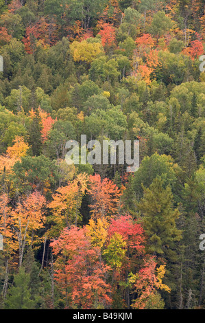 Fall foliage color in Northern Manitoba, Canada Stock Photo - Alamy