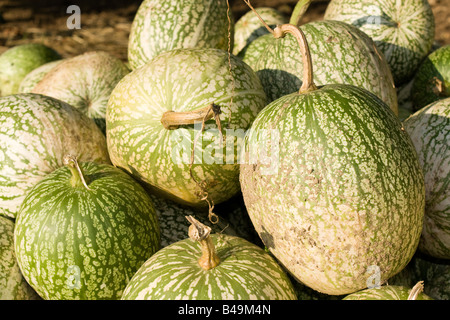 Cucurbita Ficifolia (Fig-leaf gourd). Close up of gourds and foliage ...