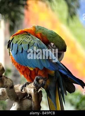 Green Macaw preening his feathers Stock Photo - Alamy