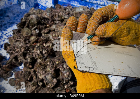 Pearl extraction Rangiroa French Polynesia Stock Photo - Alamy