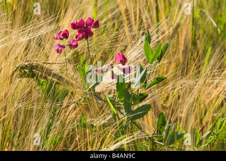 earthnut pea tuberose Stock Photo - Alamy