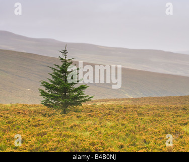 A lone tree on the heather moorland at Hartoft Rigg about Rosedale ...