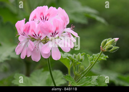 Scented Geranium 'Sweet Mimosa Stock Photo - Alamy