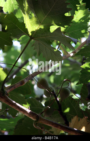 Fig tree in Jordan Stock Photo - Alamy