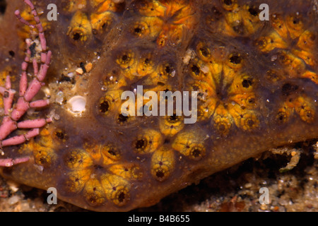 Golden star tunicate Botryllus schlosseri star ascidian star sea squirt ...