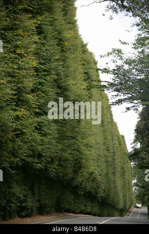 The Meikleour Beech Hedge (Fagus sylvatica), tallest and longest hedge ...