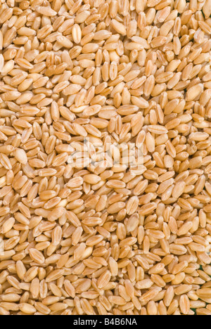 Wheat, Grains, Flour ( Triticum aestivum) , Flour Stock Photo - Alamy