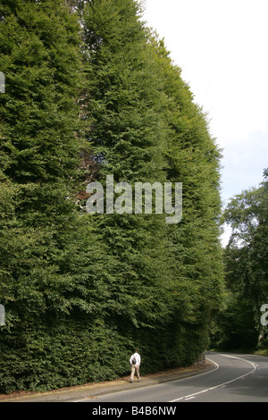 The Meikleour Beech Hedge (Fagus sylvatica), the tallest and longest ...