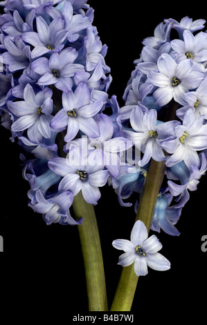 single open blue hyacinth flower isolated on white background Stock ...