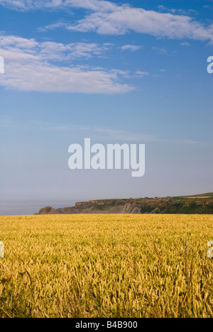 Field of wheat / corn at Runswick Bay, North Yorkshire, England Stock ...