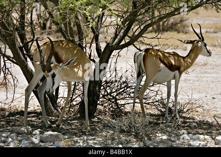 Springbucks Antidorcas marsupialis in Etosha National Park Namibia ...