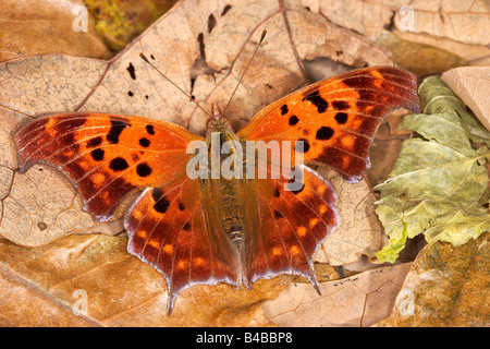Question Mark Polygonia interrogationis adult resting on tree bark ...